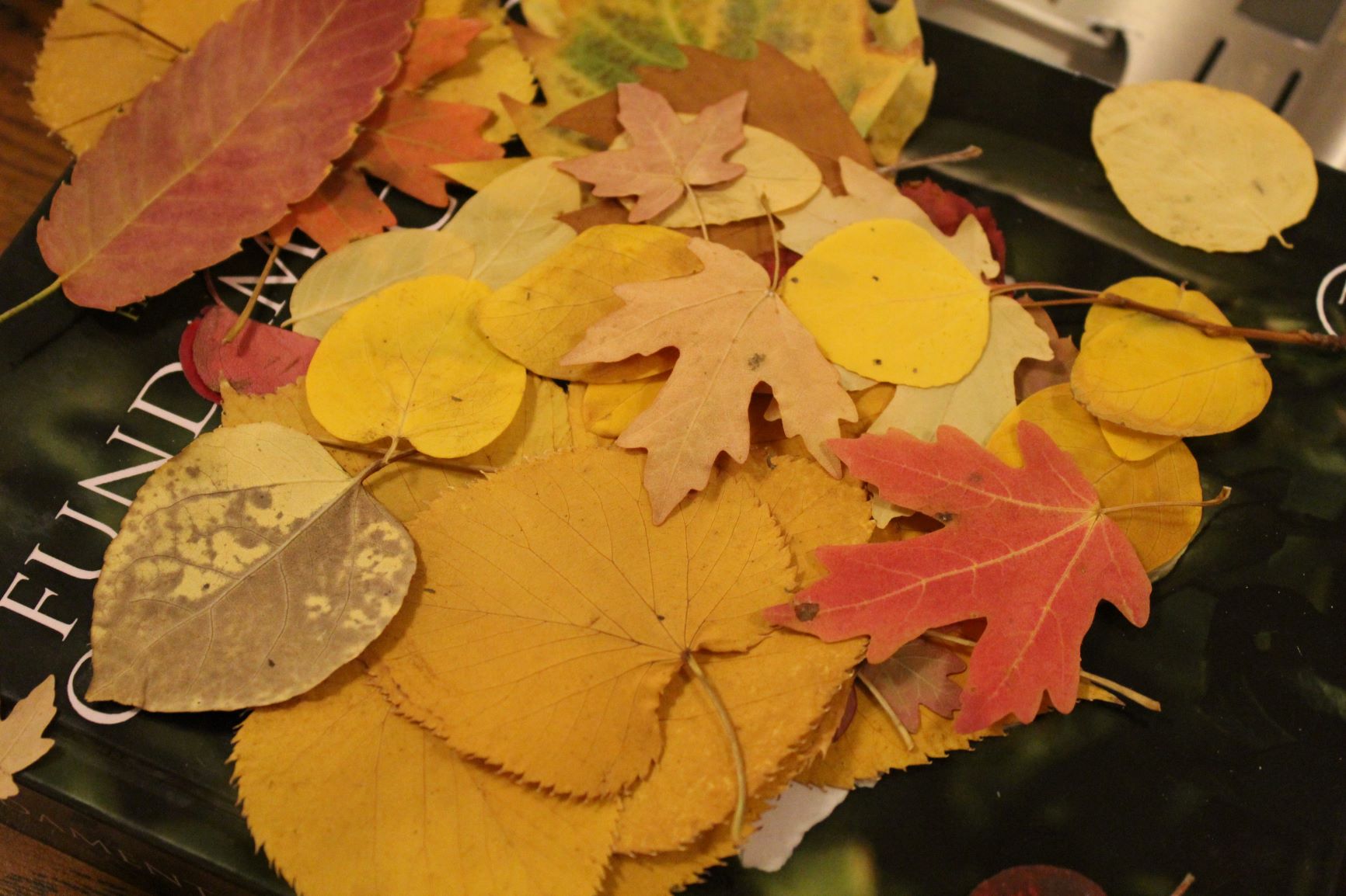 Wax-Dipped Fall Leaf Garland to Bring Nature into your Home - Oui Chéri ...